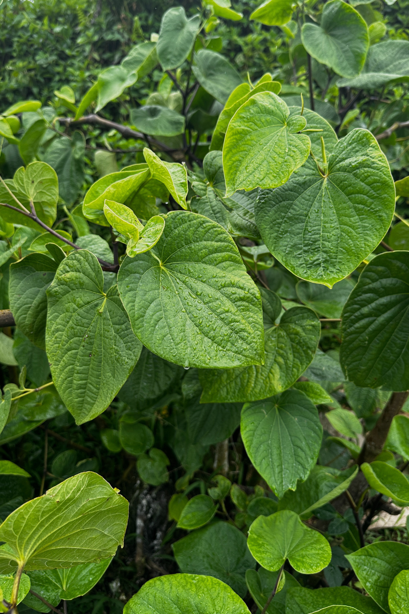 Kava Nectar Relax: The World’s Best Natural Kava for Deep Calm and ...